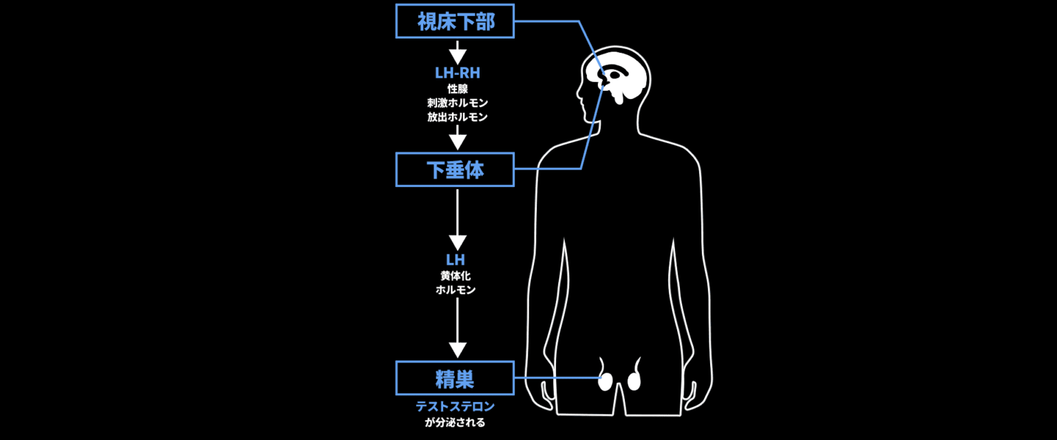 テストステロンを増やすT系サプリ成分109選 - REVOXY公式サイト